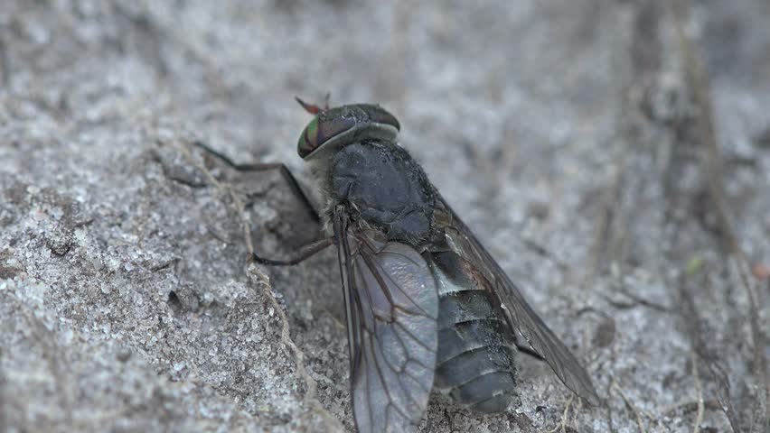 Gadfly Animals Insect Macro Ants Stock Footage Video (100% Royalty-free ...