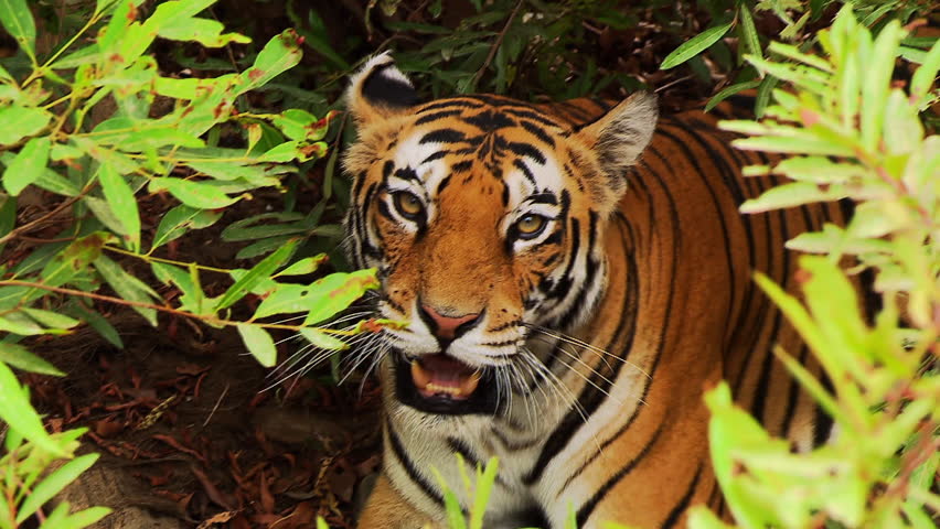 Tiger Screaming Shot in Forest 库存影片视频（100% 免版税）6739180 | Shutterstock