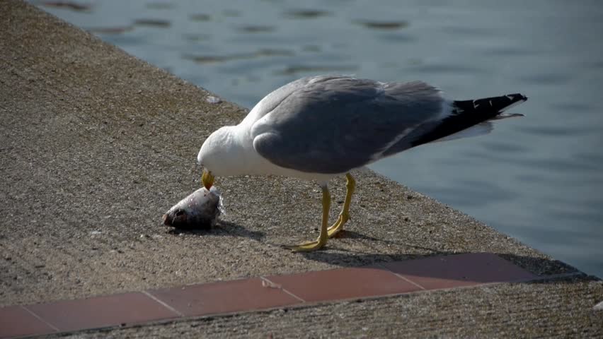 Hd1080 Seagull Eating Fish. Part Stock Footage Video (100% Royalty-free ...