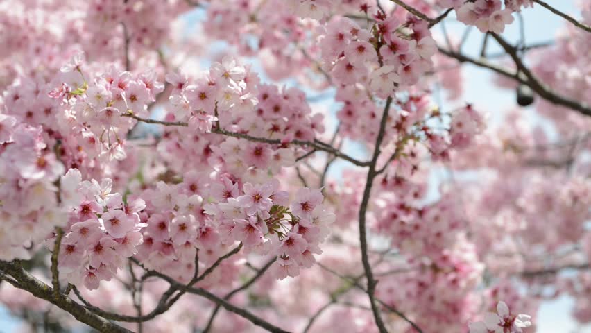 Blooming Sakura Cherry Blossom Background, South Korea Stock Footage ...