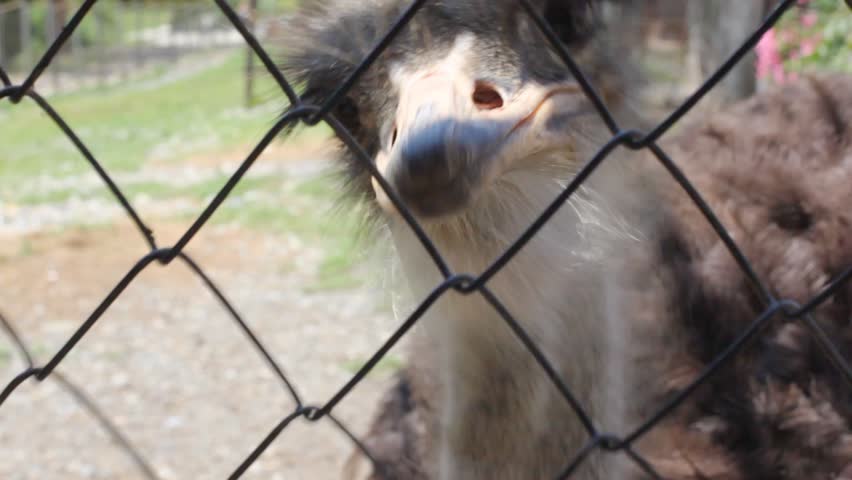 Ostrich Emu Biting Grid in Stock Footage Video (100% Royalty-free ...