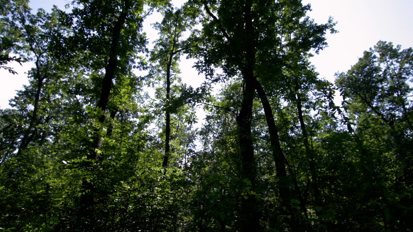 1080p Hdr Forest Time Lapse Stock Footage Video (100% Royalty-free ...