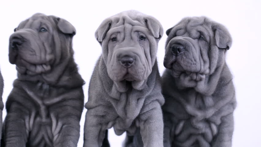 Shar Pei Dogs Looking At Camera With A White Background. Four Blue Grey ...