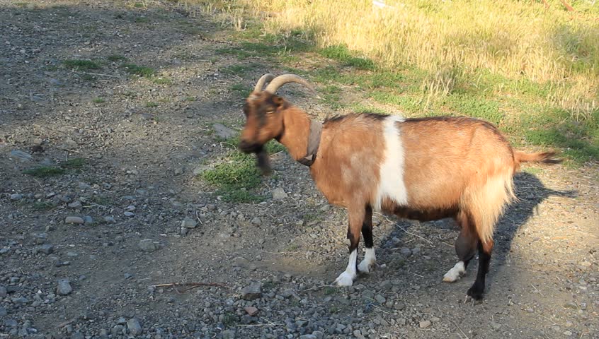 Goat with the Big Udder Stock Footage Video (100% Royalty-free) 6902650 ...