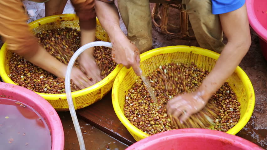 Стоковое видео «Farmers Washing Recently Collected Coffee» (абсолютно ...