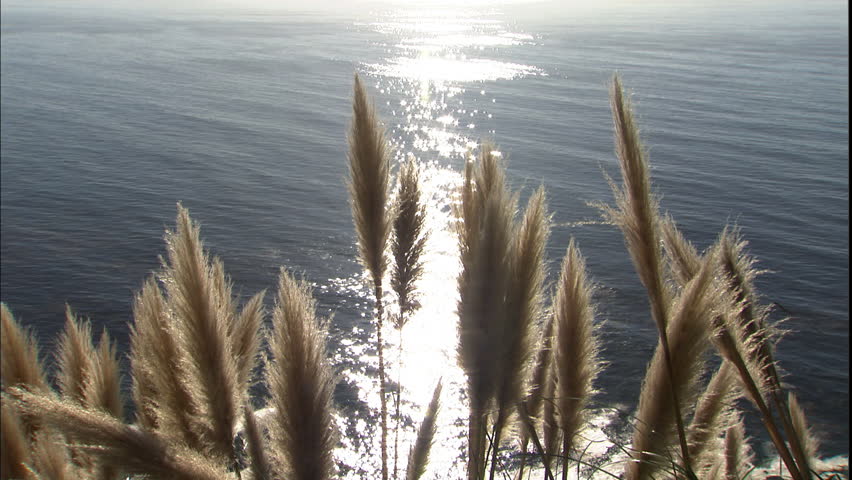 Plants in the Wind On Stock Footage Video (100% Royalty-free) 6987310 ...