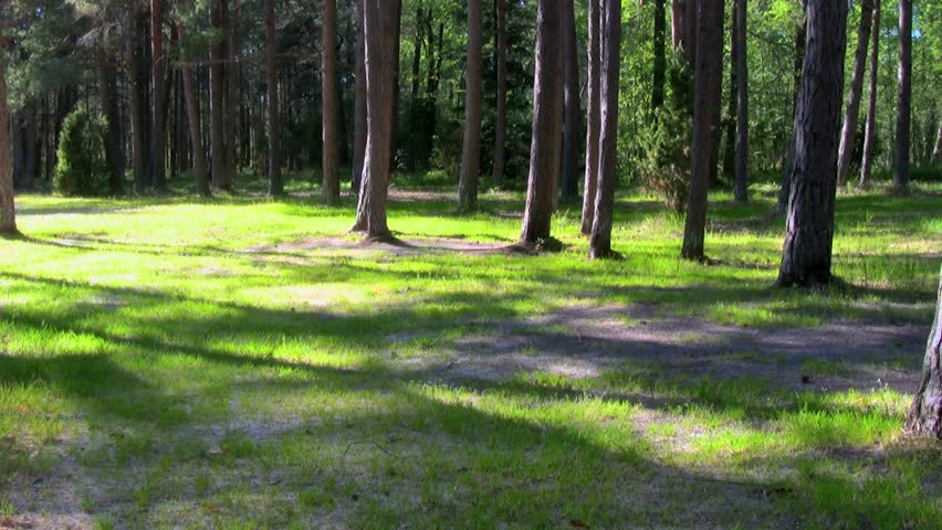 Forest glade Stock Video Footage - 4K and HD Video Clips | Shutterstock
