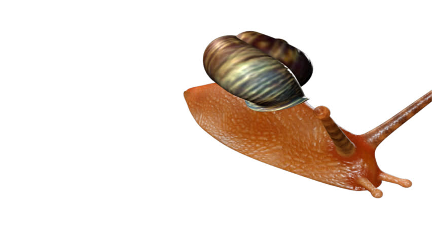 Pila Snail Stock Footage Video (100% Royalty-free) 7109860 | Shutterstock