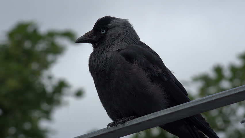 This Is A Close Up Shot Of A Dark-eyed Junco Eating Out Of A Bird ...