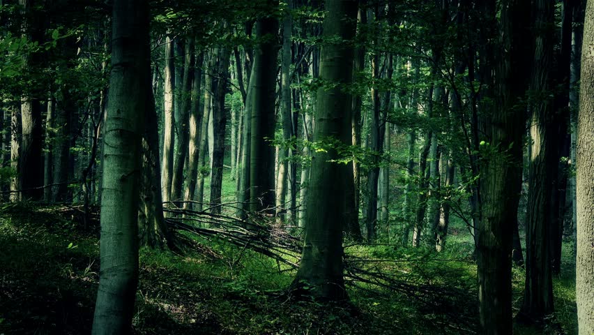 Stock Video Clip of 4K Temperate Climate Deciduous Summer Forest ...