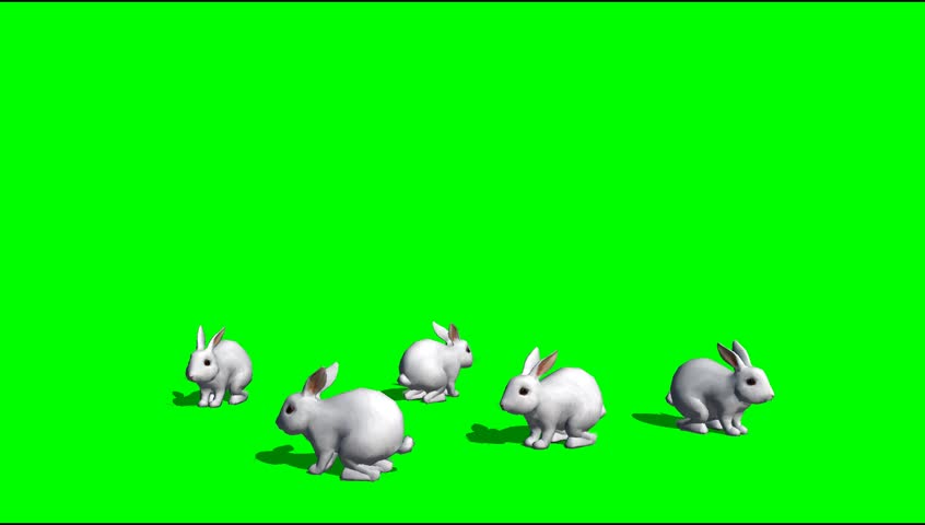 Stock video of white rabbits on green screen | 7237060 | Shutterstock