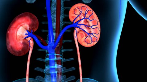 Renal Stock Video Footage - 4K and HD Video Clips | Shutterstock