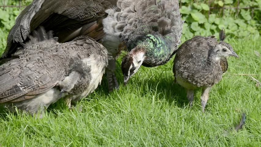 Peacock Stock Footage Video | Shutterstock