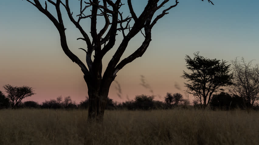 A Close-up Static Timelapse Of The Bark Of An Acacia Tree At Sunset In ...