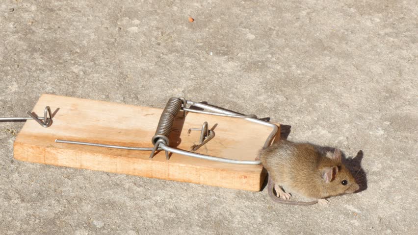 Mouse Caught In A Trap Stock Footage Video 2134592 | Shutterstock
