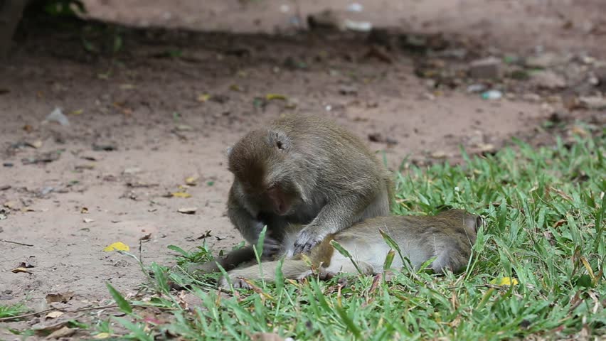 Monkeys Grooming Each Other for Stock Footage Video (100% Royalty-free ...