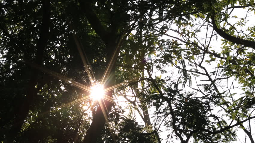 Sunshine Star Flare Flickering Through Windy Tree Leaves At Sunset ...