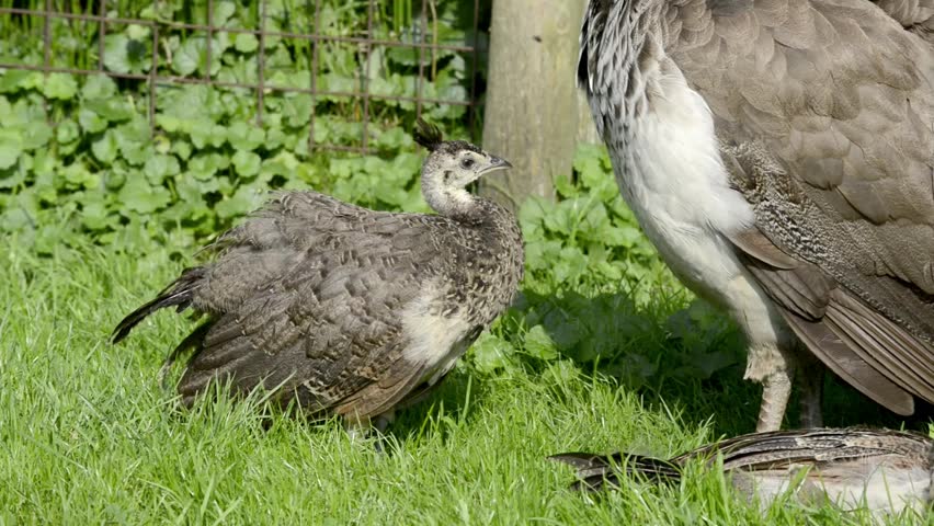 Young Peacock Stock Footage Video 8575681 | Shutterstock