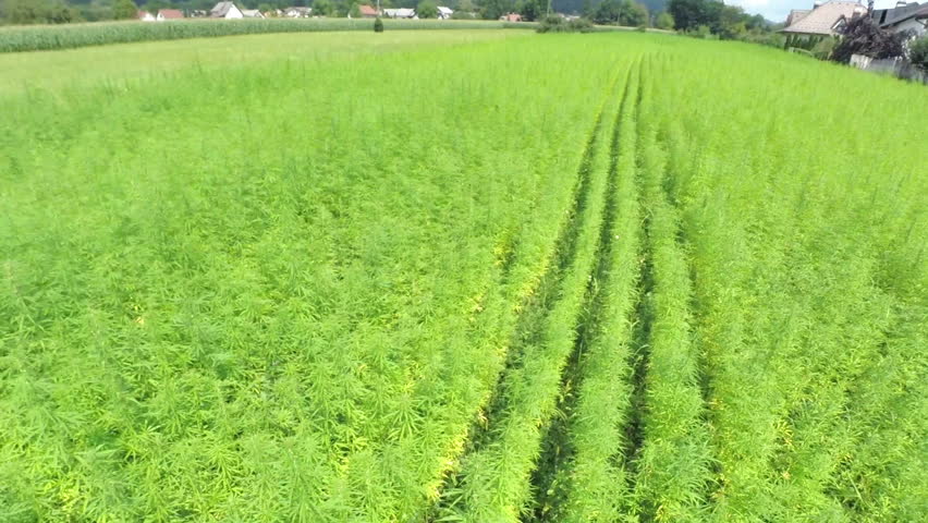 Cannabis Marijuana Plantation. Cannabis Marijuana Stockvideos ...