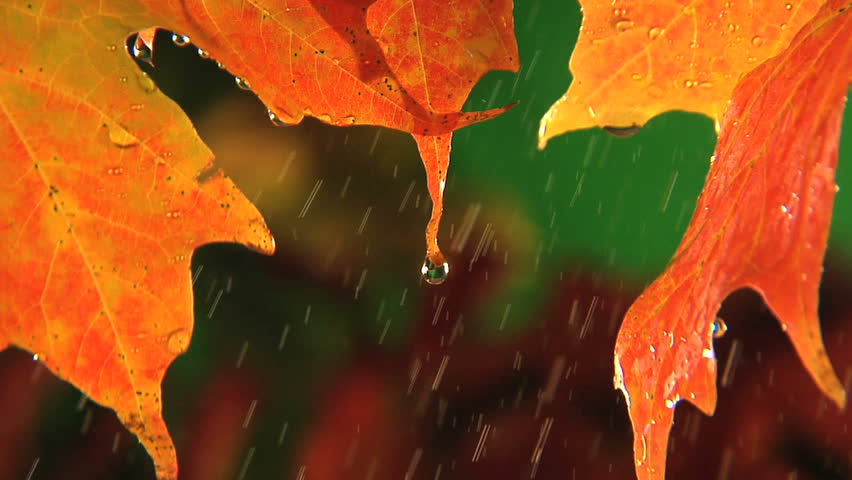 Rain Drops Dripping Off End Stock Footage Video (100% Royalty-free ...