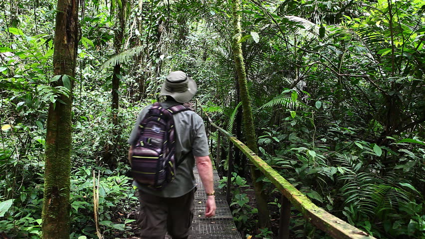 POV Walk Through Rainforest Path, Glide Shot, Exotic Plants Around ...