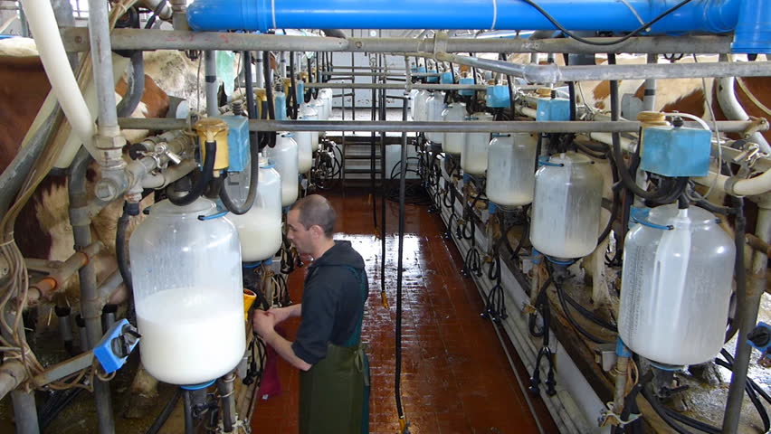 Milking Cows On Farm, Working With Dairy Equipment, Man Controlling ...