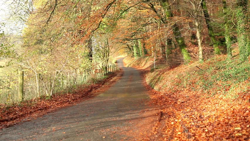 Man Walking Down A Beautiful Road At Autumn Season, Fall Leaves, Golden ...