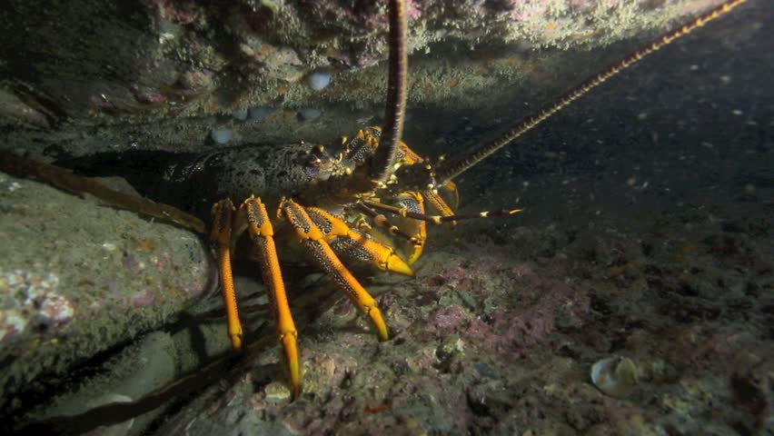 Stock video of spiny crayfish (lobster) sheltering under rocks ...
