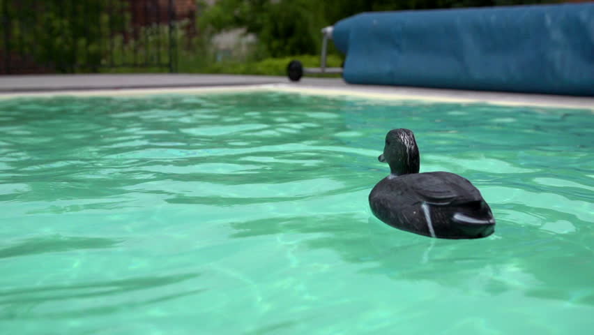 A Yellow Plastic Duck Floating In A Swimming Pool, Filmed With An ...