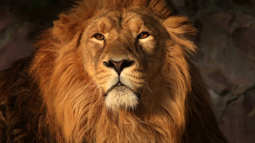 The Golden Head Of Lion In Sunset Light On Dark Rocky Background ...
