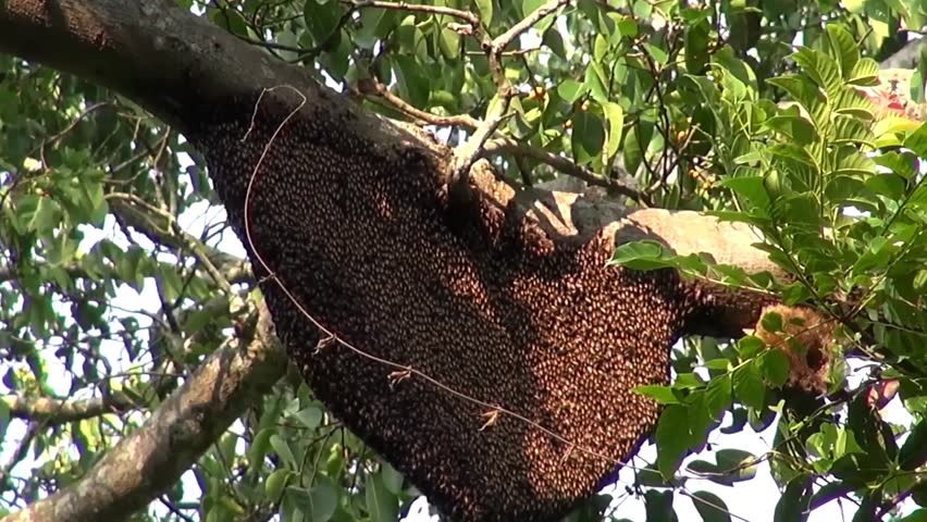 Stockvideo-Clip von Bees in jungle canopy A bees nest high | Shutterstock