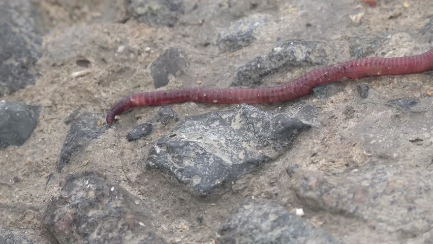 Stock video of red earthworms crawling on the rocks | 8619550 ...