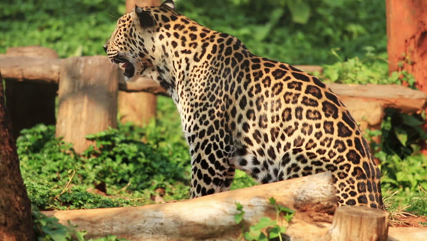 Indochinese Leopard. Stock Footage Video 8694181 | Shutterstock