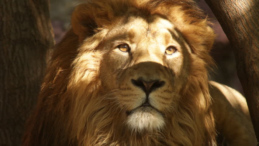 Sunlit Eyes of Calm Lion Stock Footage Video (100% Royalty-free ...