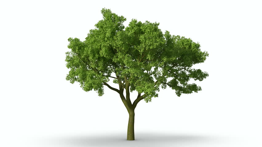 Growing Tree On White Background, Isolated Object. Convenient For ...