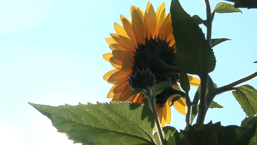 Sunflower Facing Sun Flowing in Stock Footage Video (100% Royalty-free ...