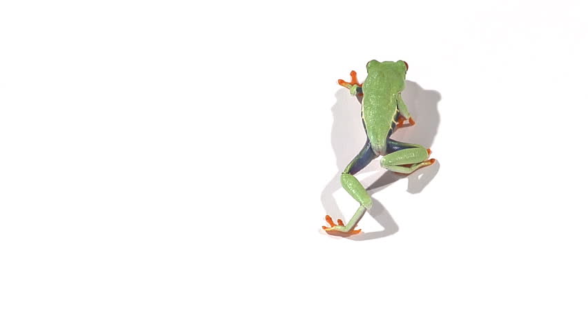 Stock video of red-eyed tree frog walking across white | 8807140 ...