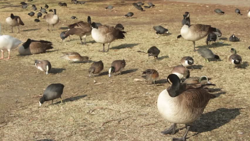 Wide Angle of Brown Ducks Stock Footage Video (100% Royalty-free ...
