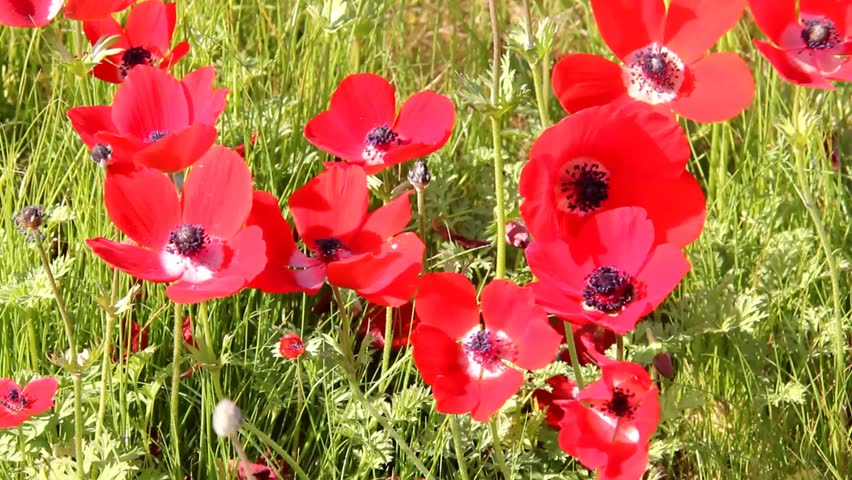 Spring Blossoming Of Red Anemones Flowers At The Negev Desert. Israel ...