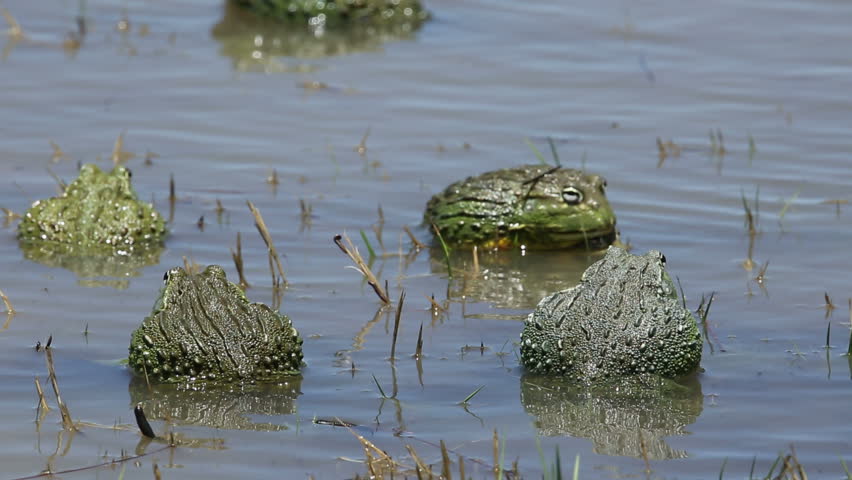 African Giant Bullfrogs (Pyxicephalus Adspersus) Mating And Fighting In ...