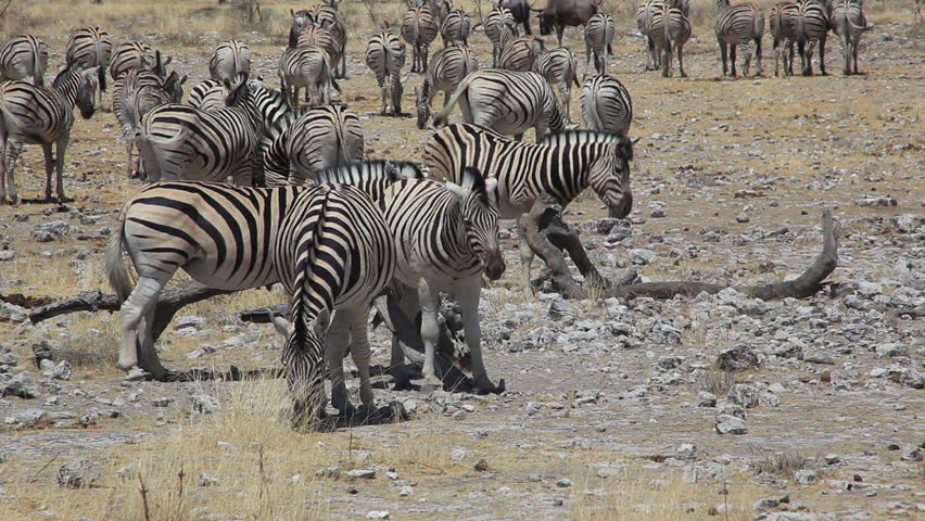 Zebra Running Startled From Drinking At A Watering Hole In The Etosha ...