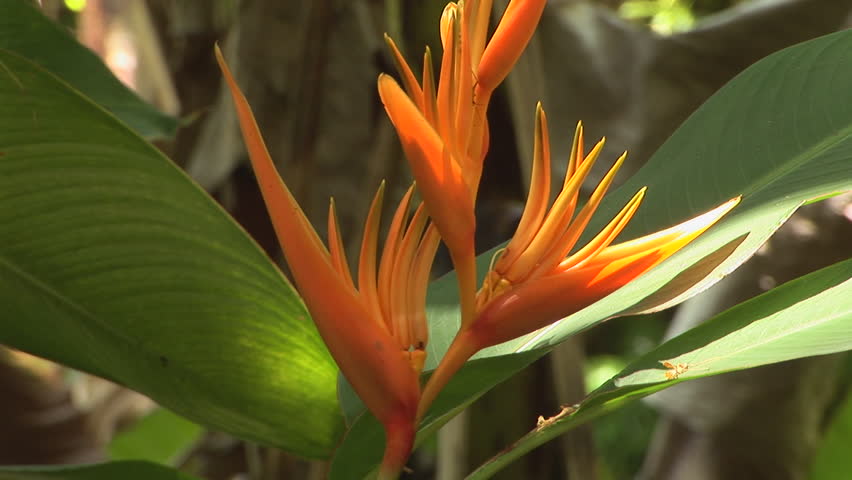 Stock video of a golden torch flower a golden torch | 9090050 ...