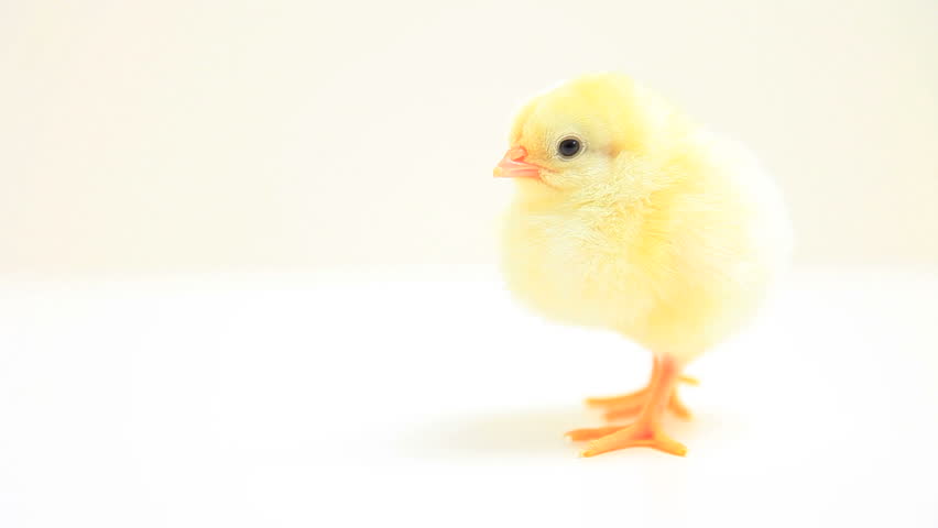Baby Chick Chirping On A White Background Stock Footage Video 9976559 ...