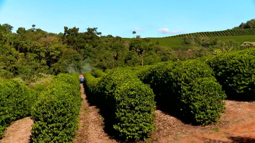 Coffee Field Being Sprayed Stock Footage Video (100% Royalty-free ...