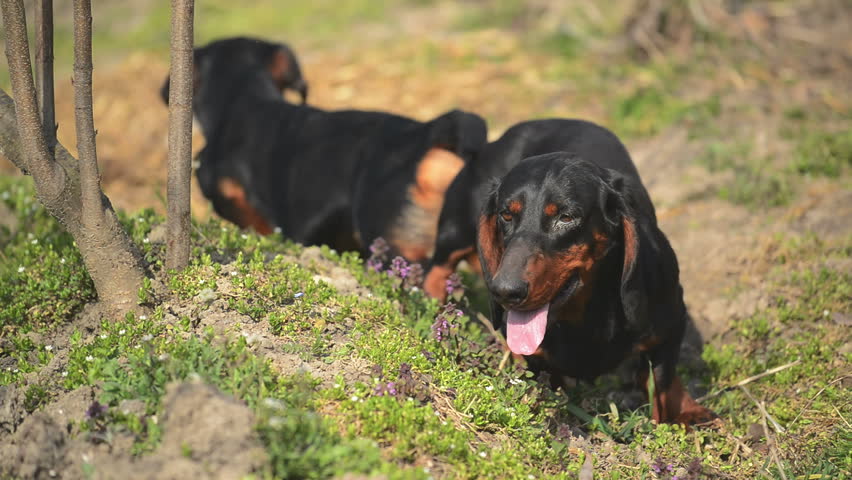 Pair Of Dachshund Dog Mating, Animal Sex Scene. Handheld Steady ...