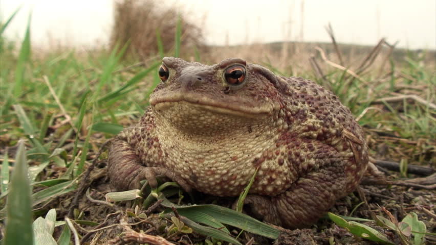 Vidéo de stock de toad (bufo bufo) | 9360950 | Shutterstock
