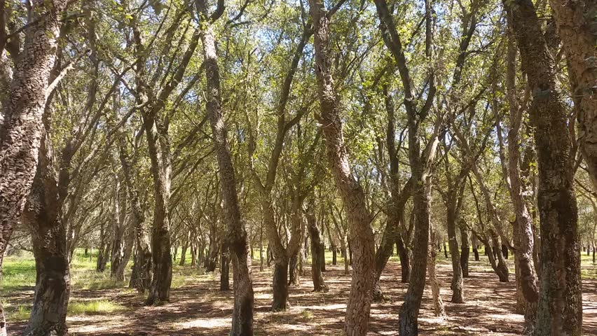 Stock video of cork oak tree forest, also known | 9405200 | Shutterstock