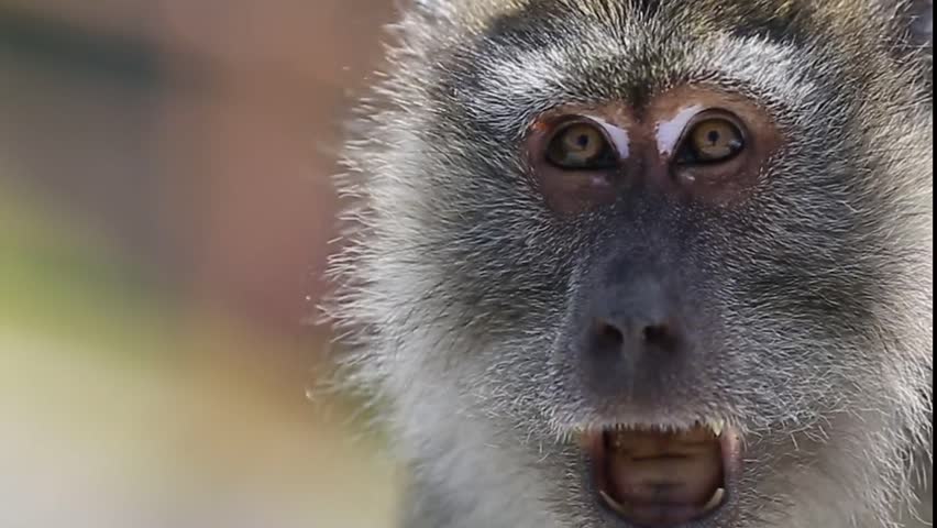Monkeys Attack the Camera. Extreme Stock Footage Video (100% Royalty ...
