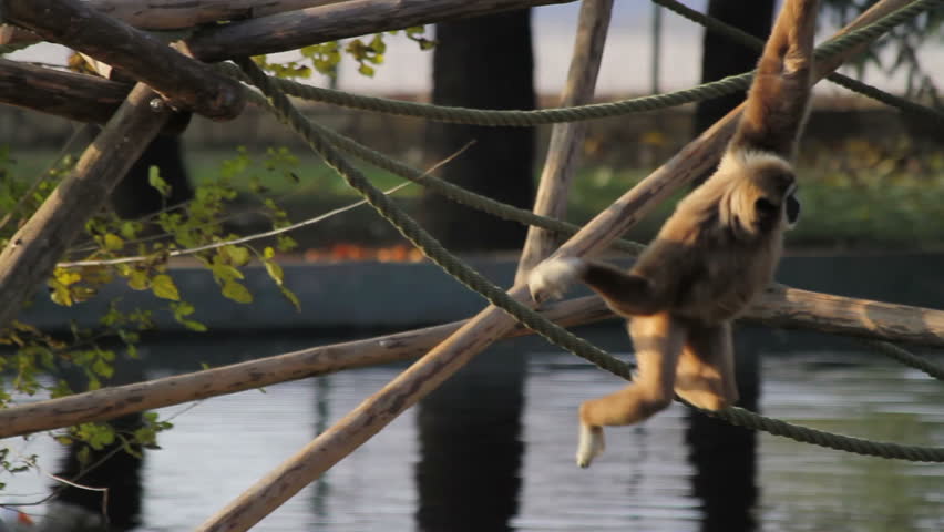 Stock video of loopable monkey stunt, white-handed gibbon | 956320 ...