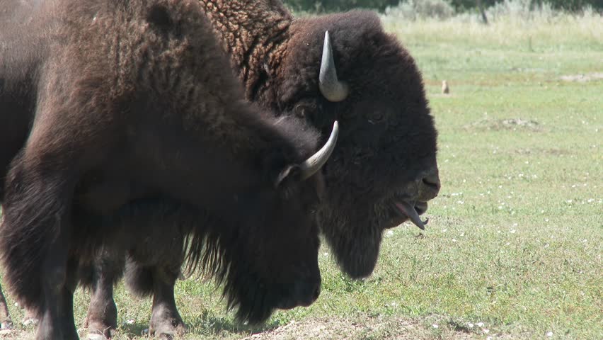 Bison Bull Cow Adult Breeding Stock Footage Video (100% Royalty-free ...